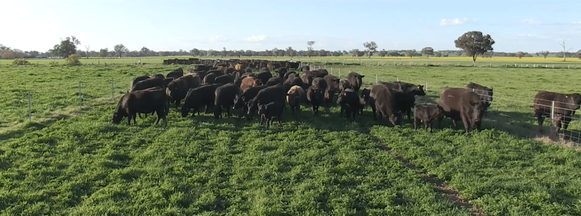 The Rock Angus - Angus Bulls For Sale - Heifers - Angus Cattle
